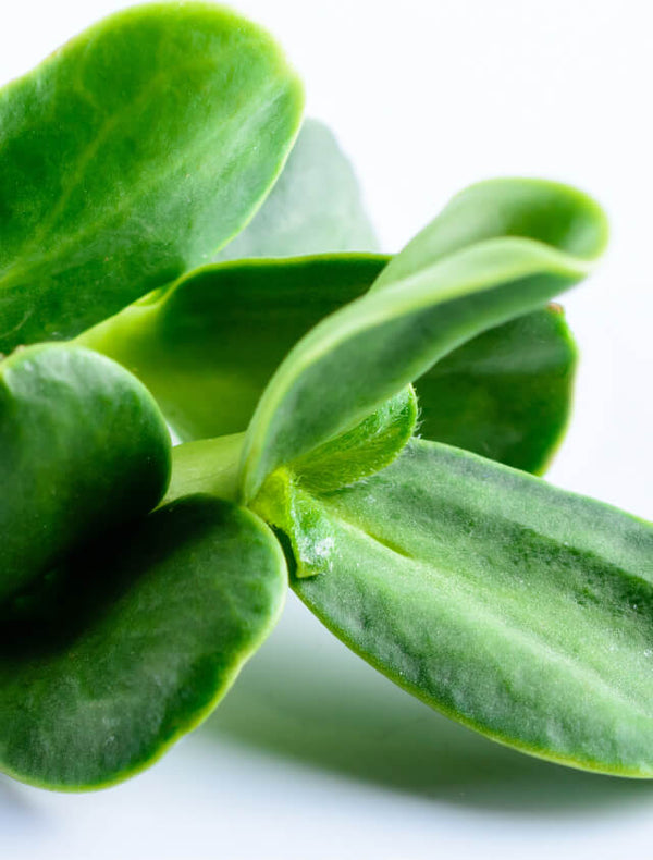 The Science Behind Our Haircare | Clean Formulas for Hormonal Balance